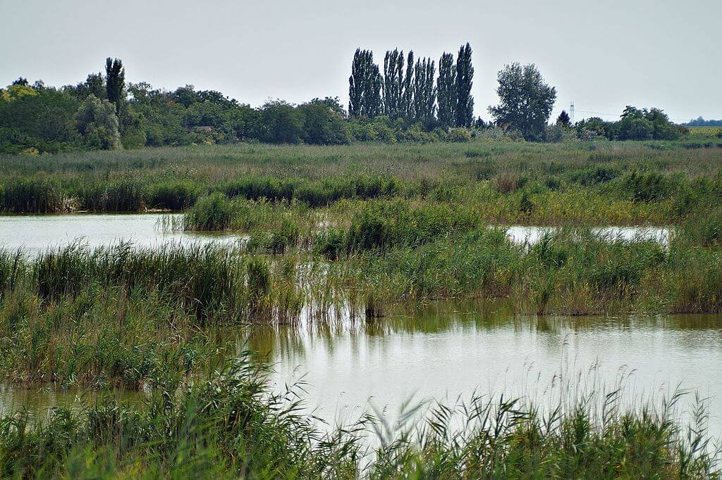Al Wasit Wetland Nature Reserve: Timings, Tickets & Location