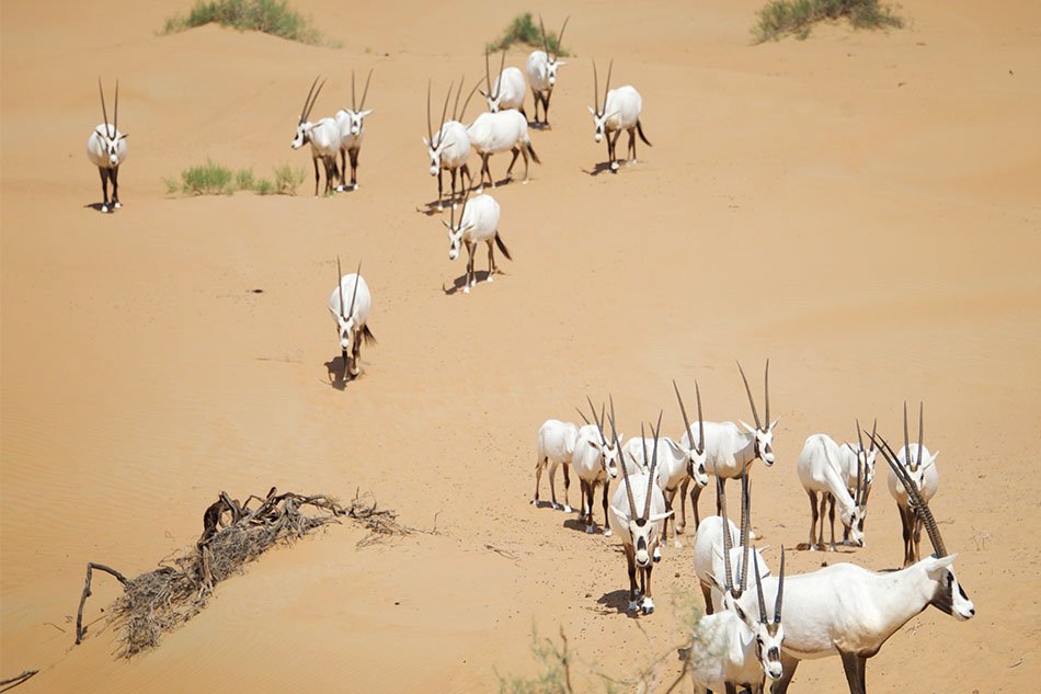 10 Best Natural Places to Visit Around Dubai