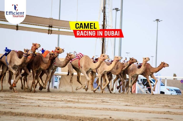 Camel Racing in Dubai - Complete Guide